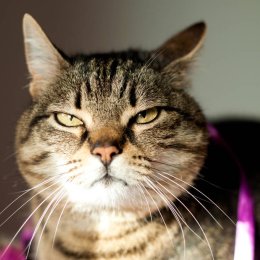 Grumpy Stock Photos, Royalty Free Grumpy Images | Depositphotos