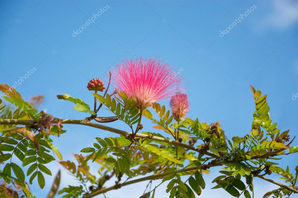 Albizia julibrissin. Árbol de seda persa. 2024