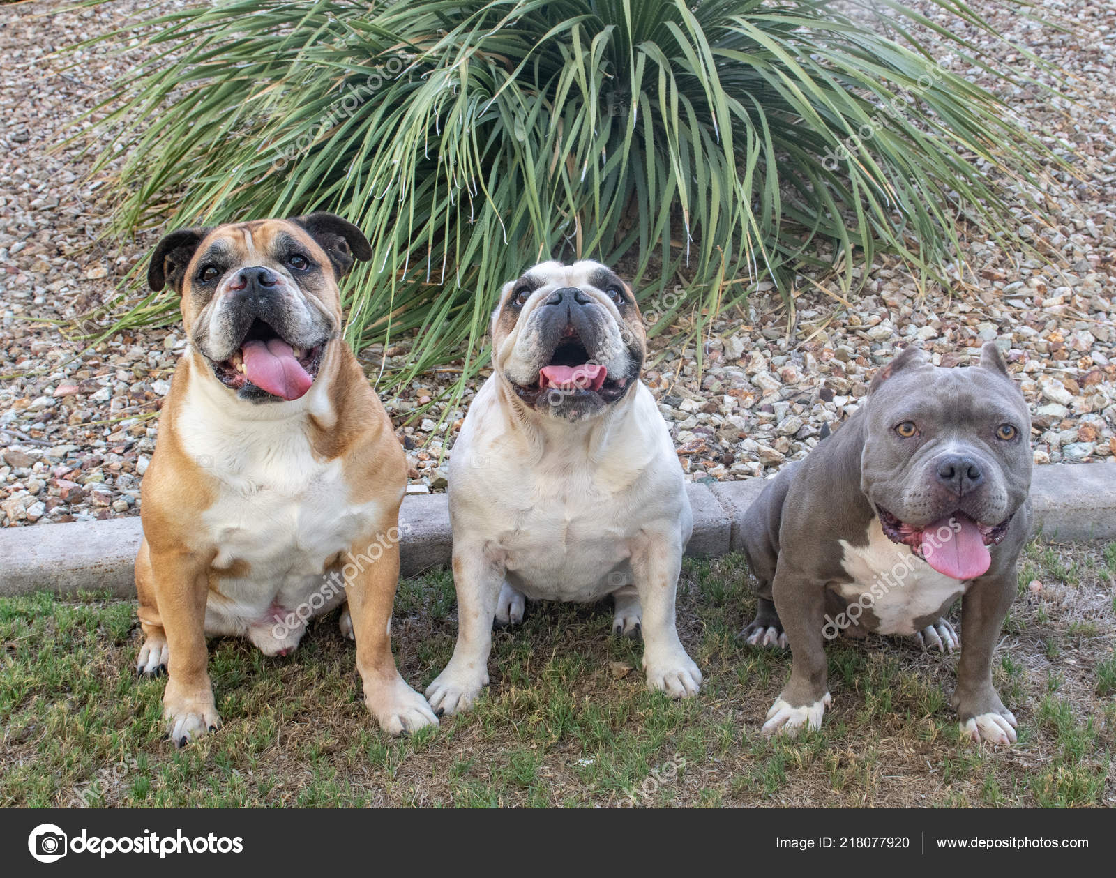 English Bulldog American Bully Mix