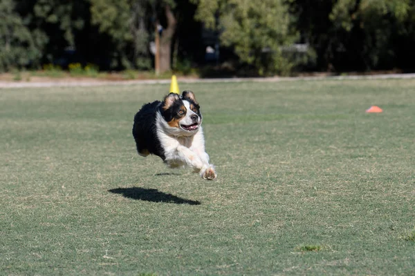 Aussie agility dog Stock Photos, Royalty Free Aussie agility dog Images ...