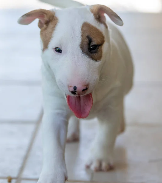 Brown Bull Terrier Baby