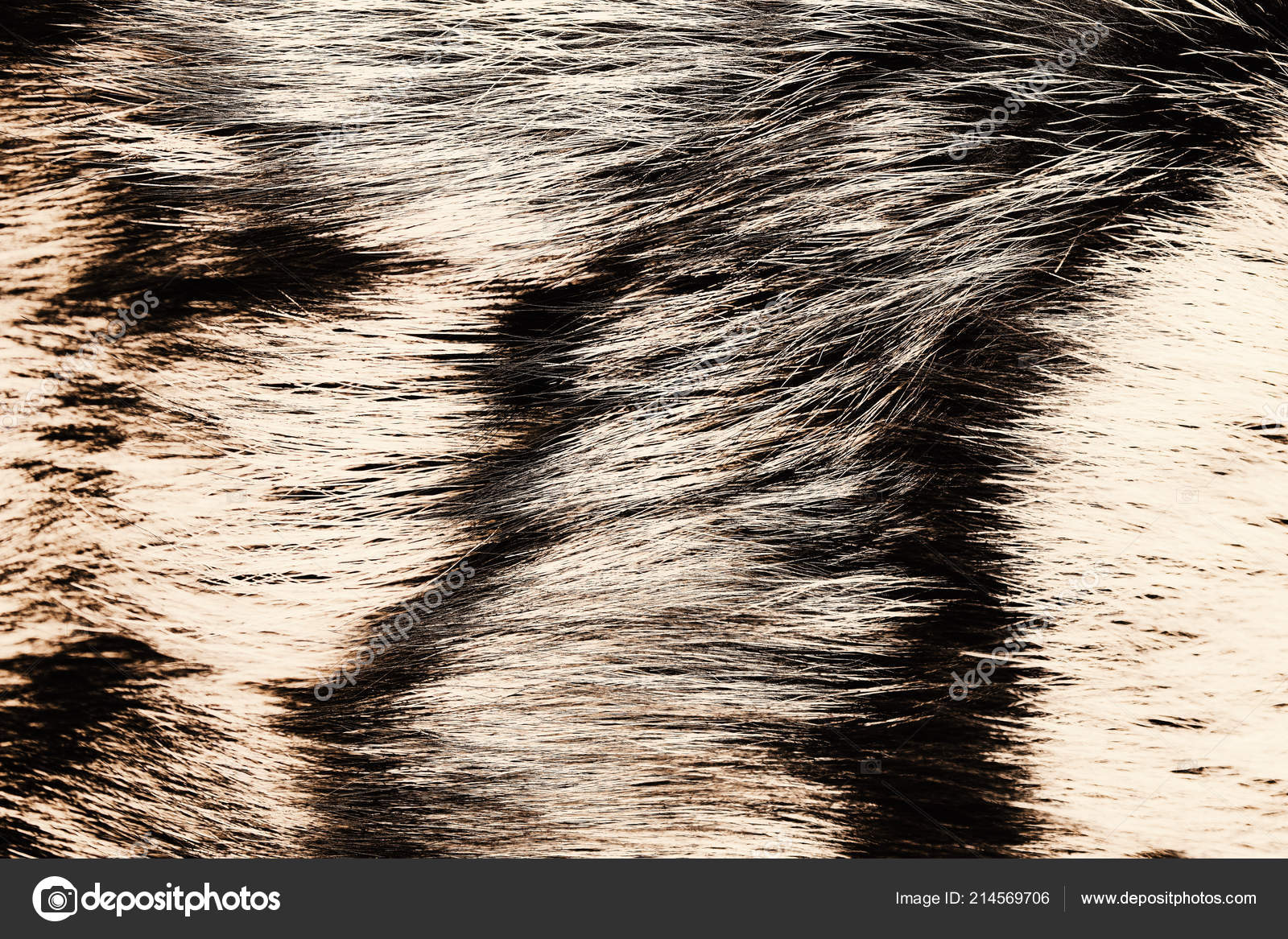 Fourrure naturelle pour fond de texture. Vêtements moelleux luxueux et ...