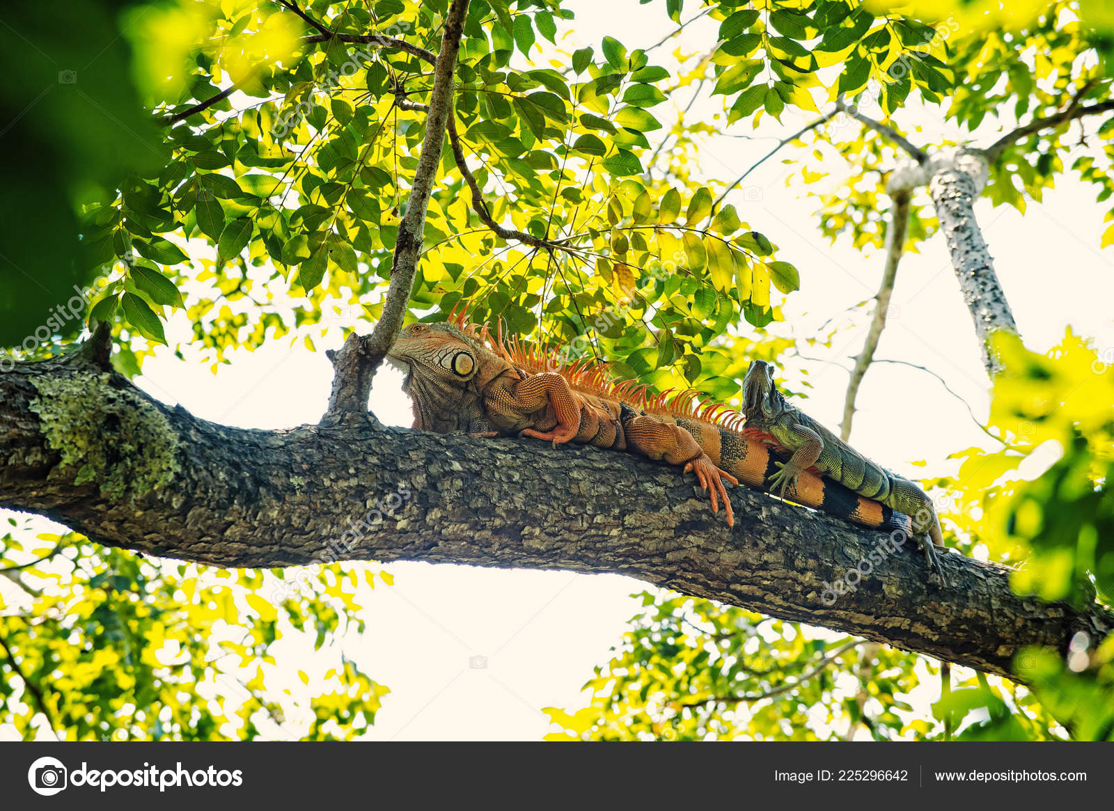 Two iguana lizards lying on tree in Honduras Stock Photo by ©stetsik ...
