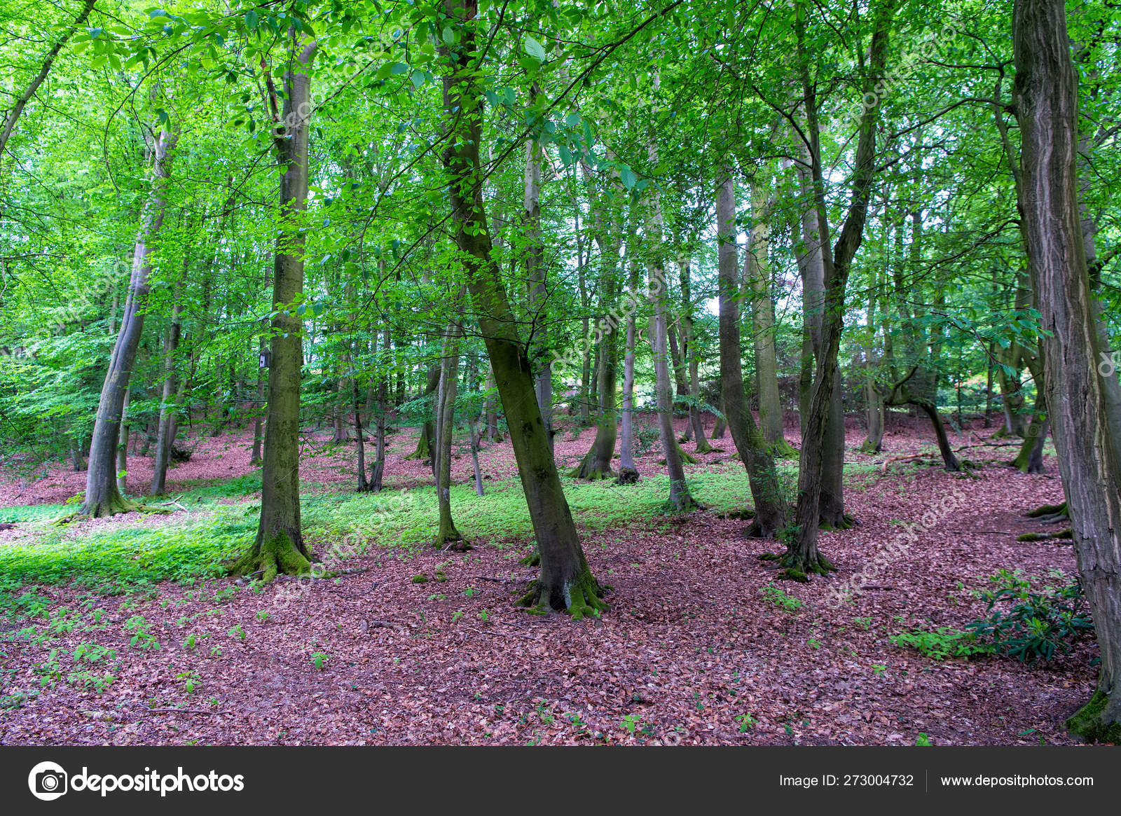 Old high tree. Landscape of dark forest spread over meadow. Walking in ...