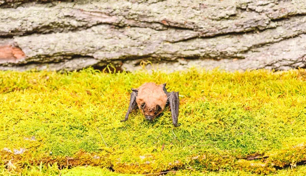 Ugly bat. Forelimbs adapted as wings. Museum of nature. Mammals ...