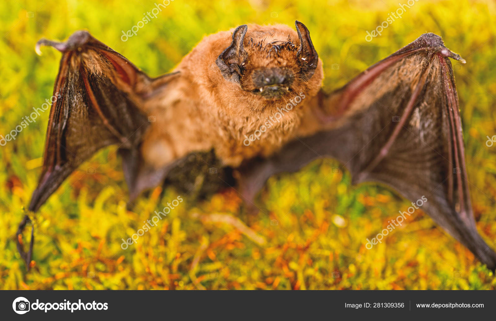 Forelimbs adapted as wings. Mammals naturally capable of true and ...