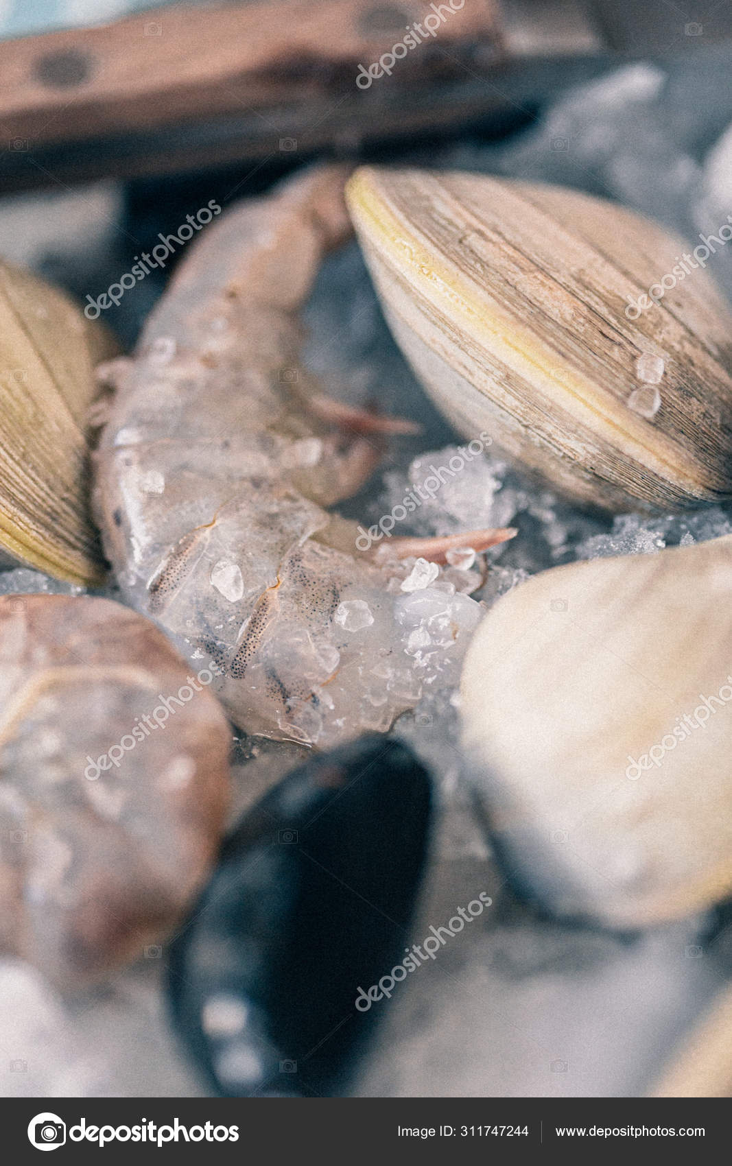Raw shellfish in ice plate. Clams, mussels, shrimp in ice cubes with ...