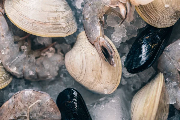 Raw shellfish in ice plate. Clams, mussels, shrimp in ice cubes with ...