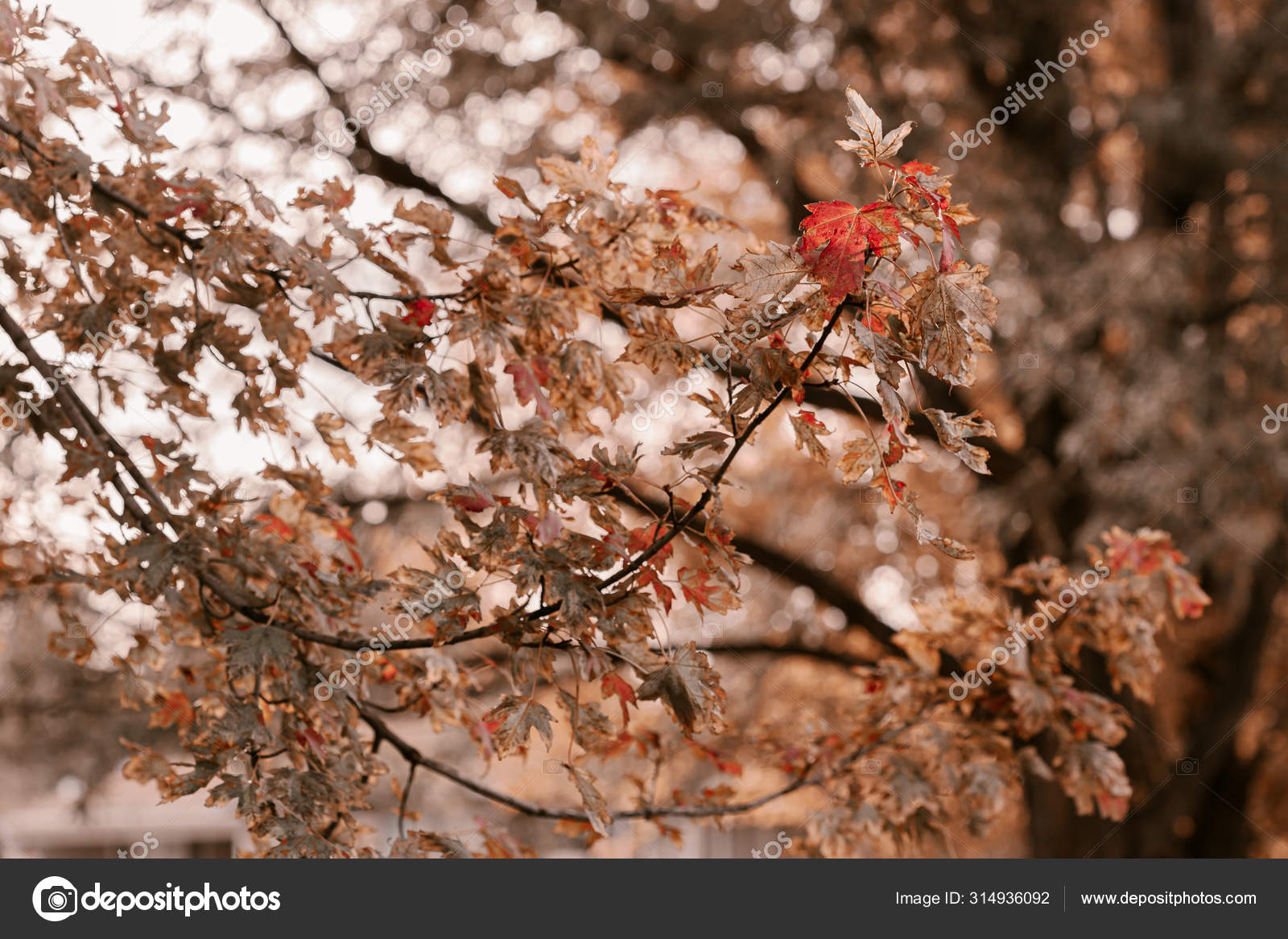 Golden Autumn season in October. Fall trees. Oak tree with red, orange ...