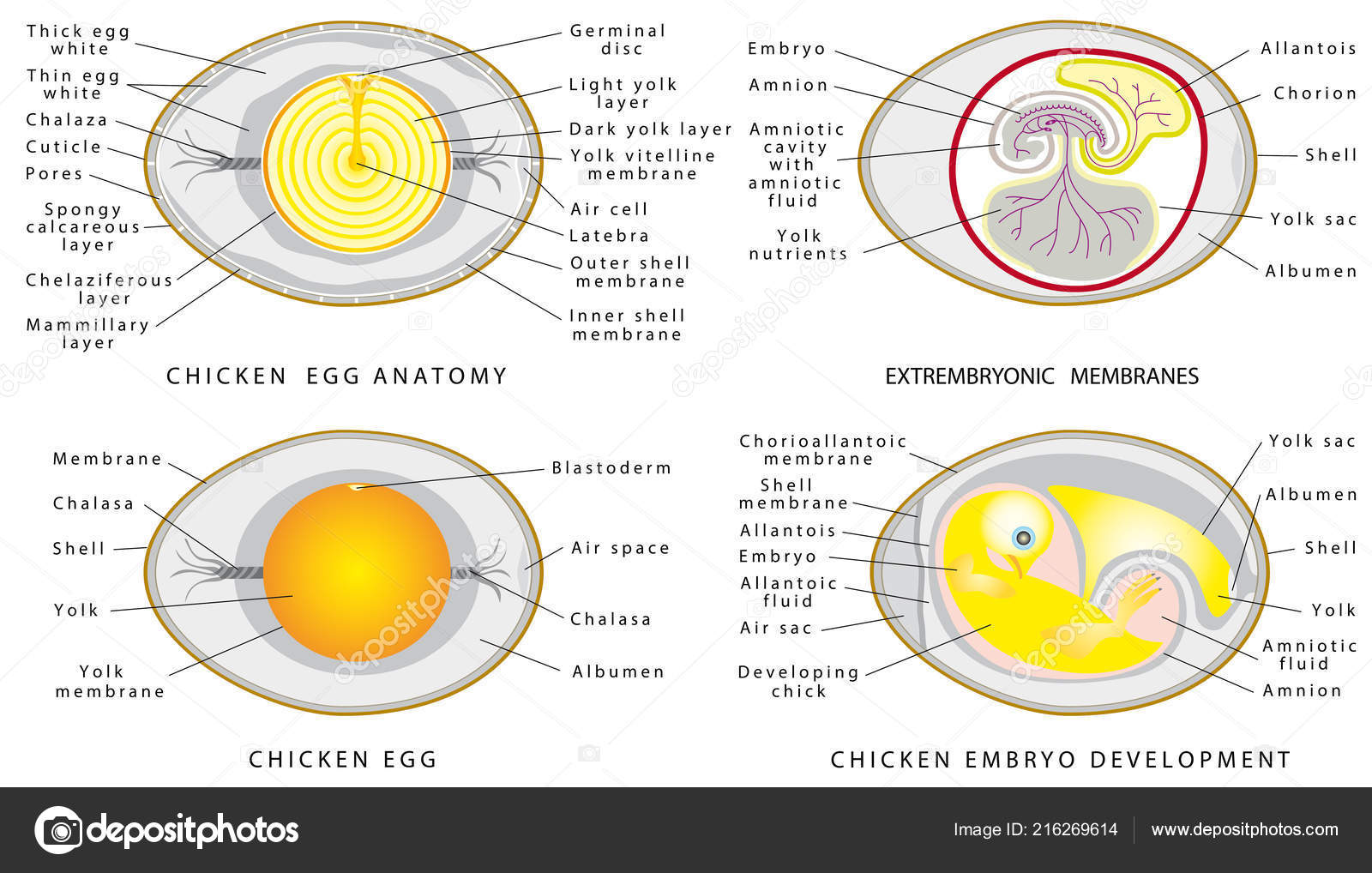 Chicken Egg Anatomy Chicken Egg Structure White Background Cross