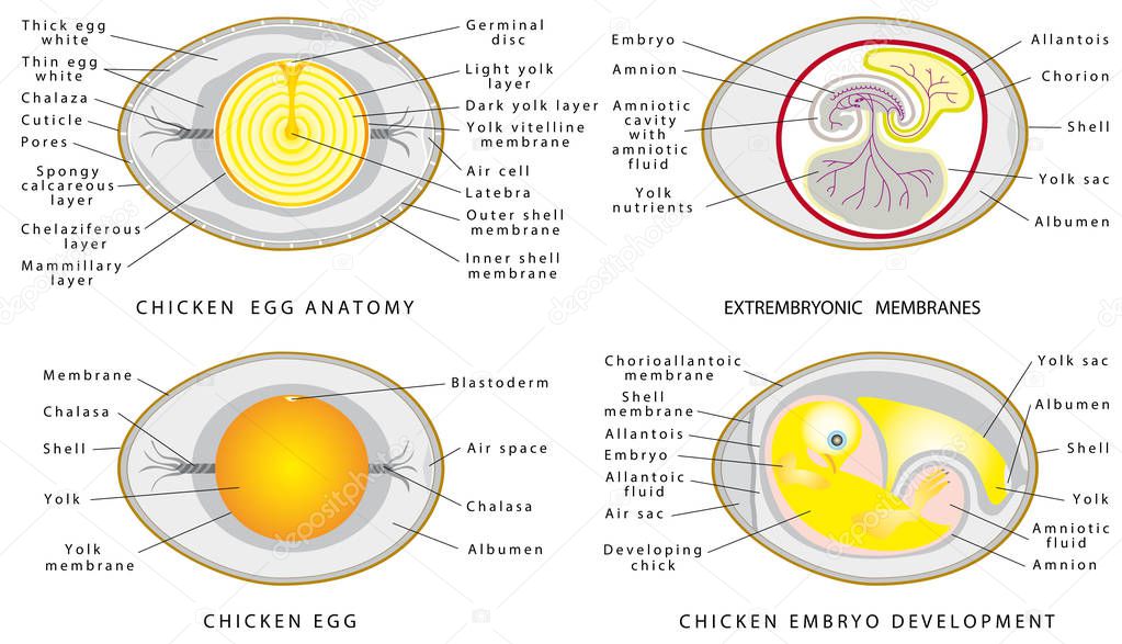 Anatomía Del Huevo Pollo Huevo Gallina Sobre Fondo Blanco Sección ...