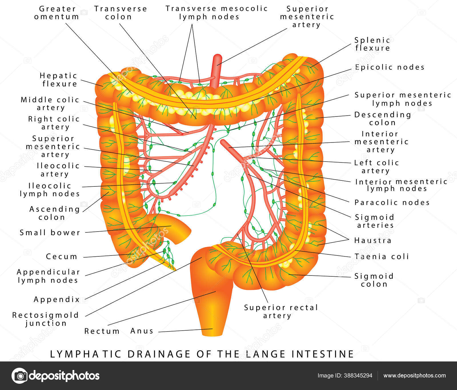 Colon Lymphatic Drainage Pathways Lymphatic Drainage Colon Anatomy ...