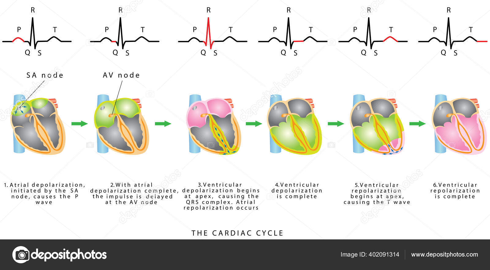 Cardiac Cycle Animation Ecg