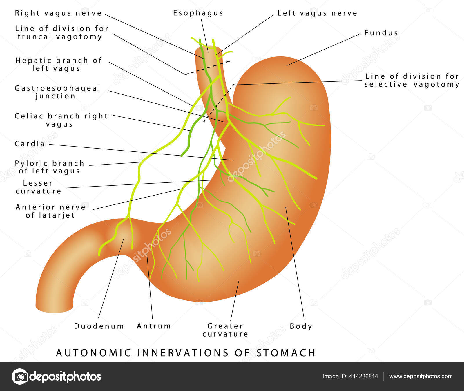 Nervios Del Estómago Inervaciones Autónomas Del Estómago Suministro ...