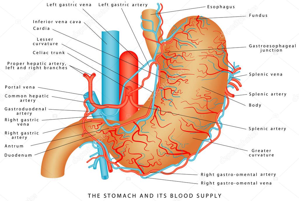 Vettoriale stockStomaco Suo Apporto Sangue Vascolatura Dello Stomaco ...