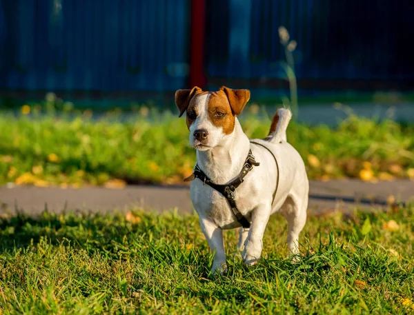 Pastor jack russell Stock Photos, Royalty Free Pastor jack russell ...