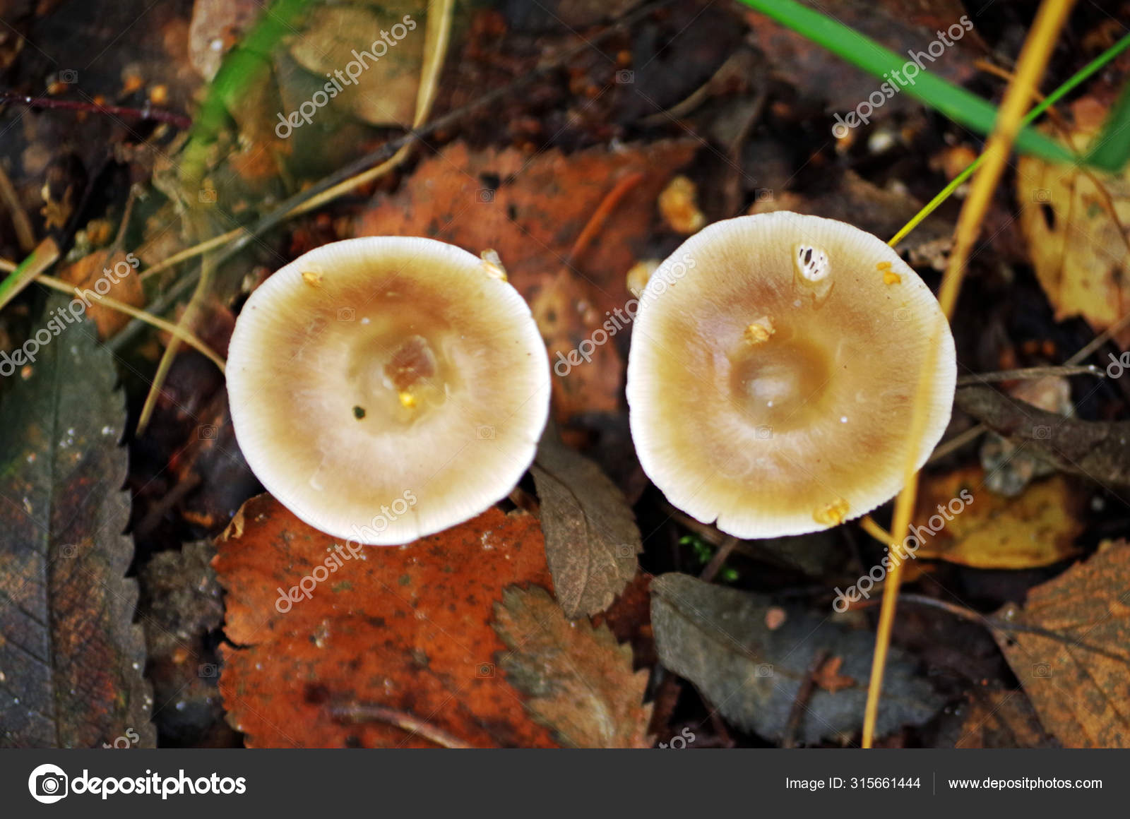 Basidiomycota