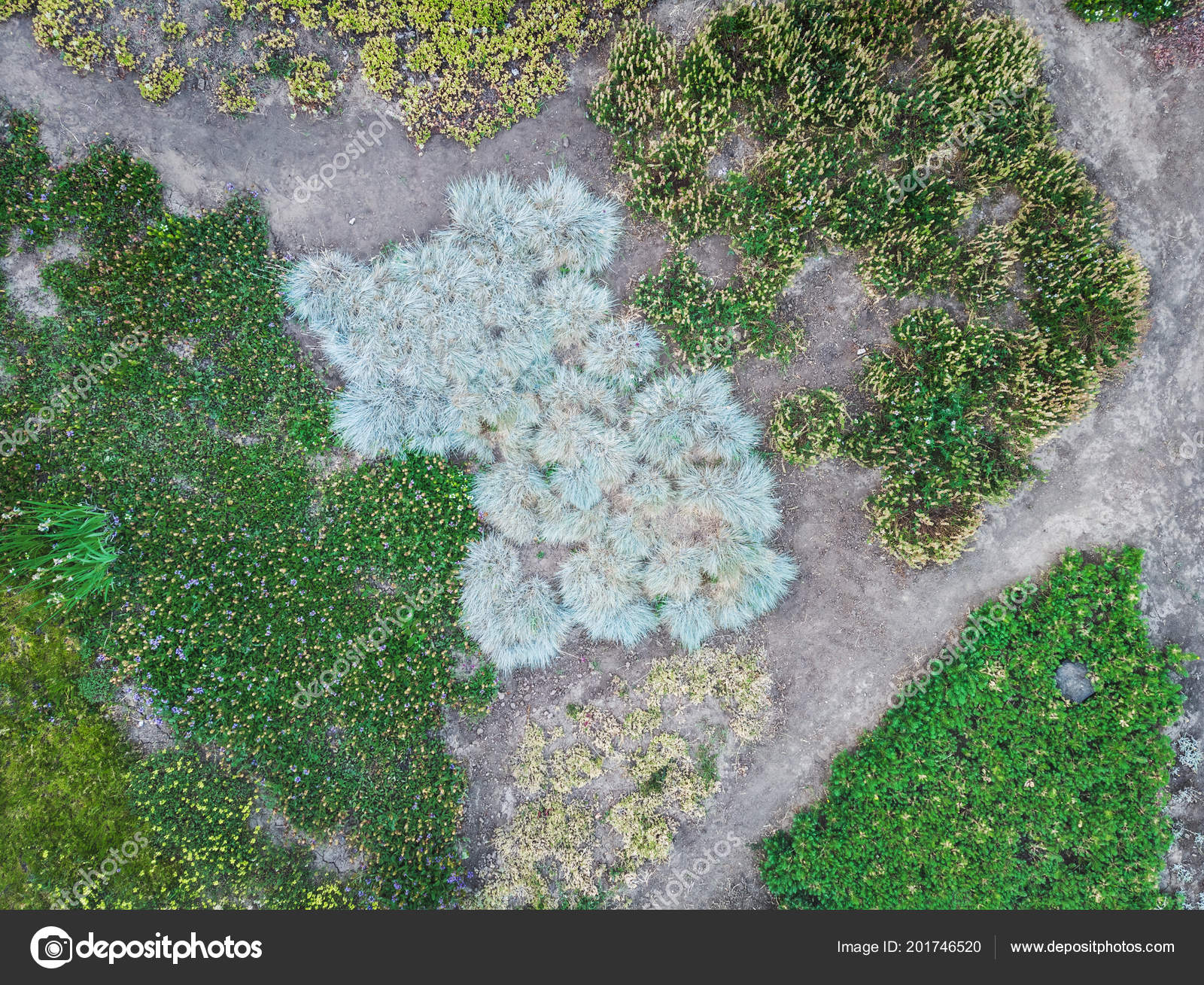 Beautiful Natural Vegetative Texture Grass Plants Top View Stock Photo ...