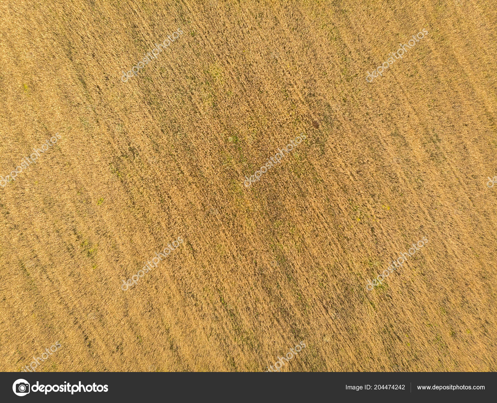 Texture Beautiful Wheat Field View Drones — Stock Photo © olegkrugllyak ...