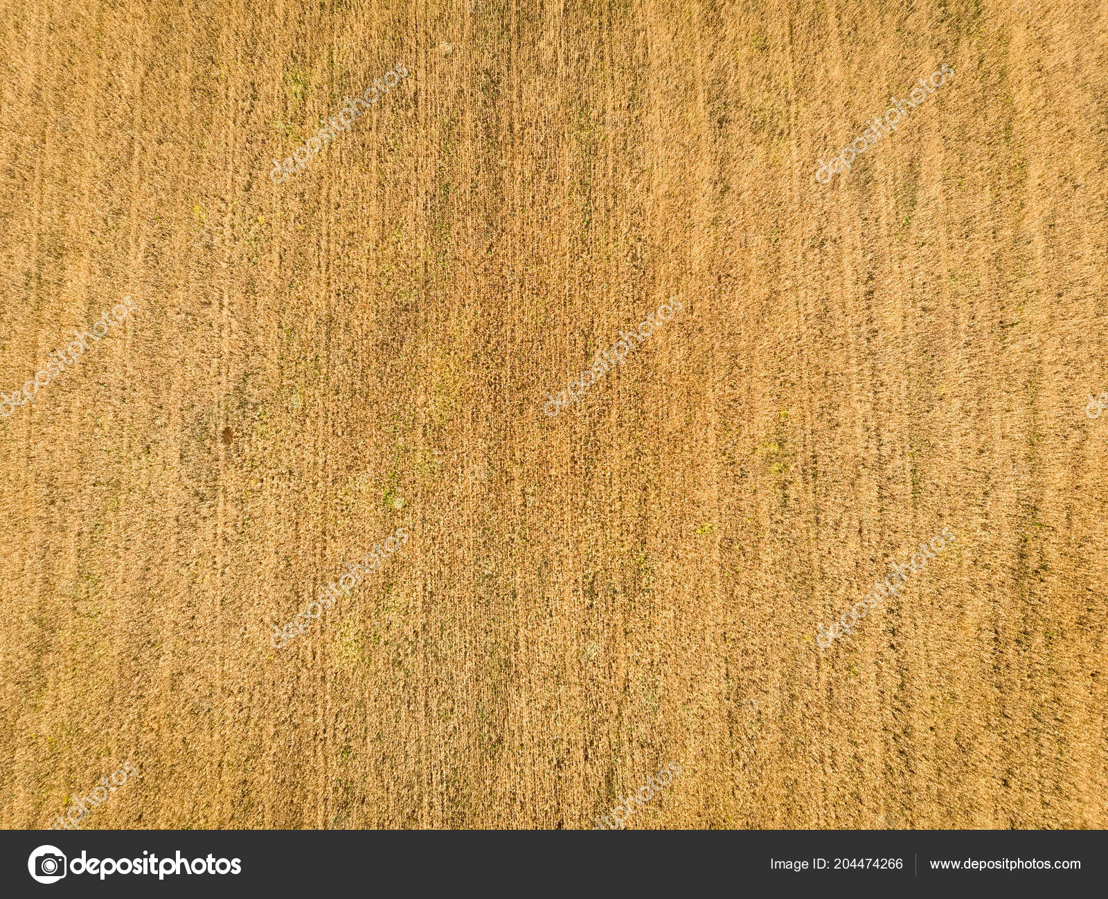 Texture Wheat Field View Drone — Stock Photo © olegkrugllyak #204474266