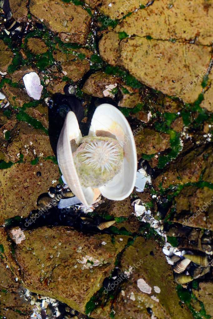 Anémona del mar Blanco (Anthothoe chilensis) creciendo en una concha ... Anémona del mar Blanco (Anthothoe chilensis) creciendo en una concha ...