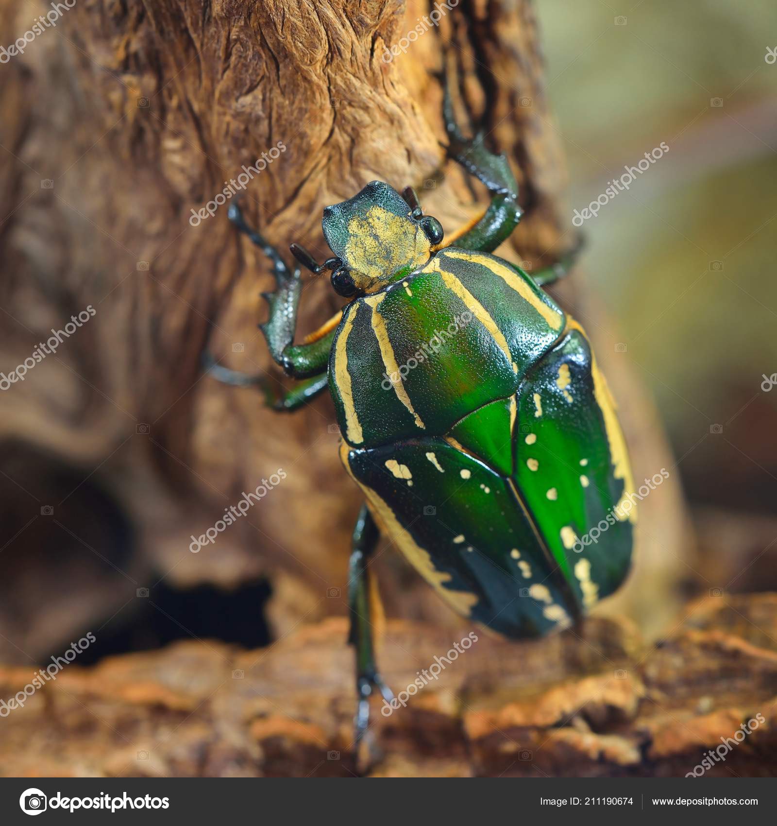 Green Flower Beetle Chelorrhina Polyphemus Confluens Terrarium Flower ...