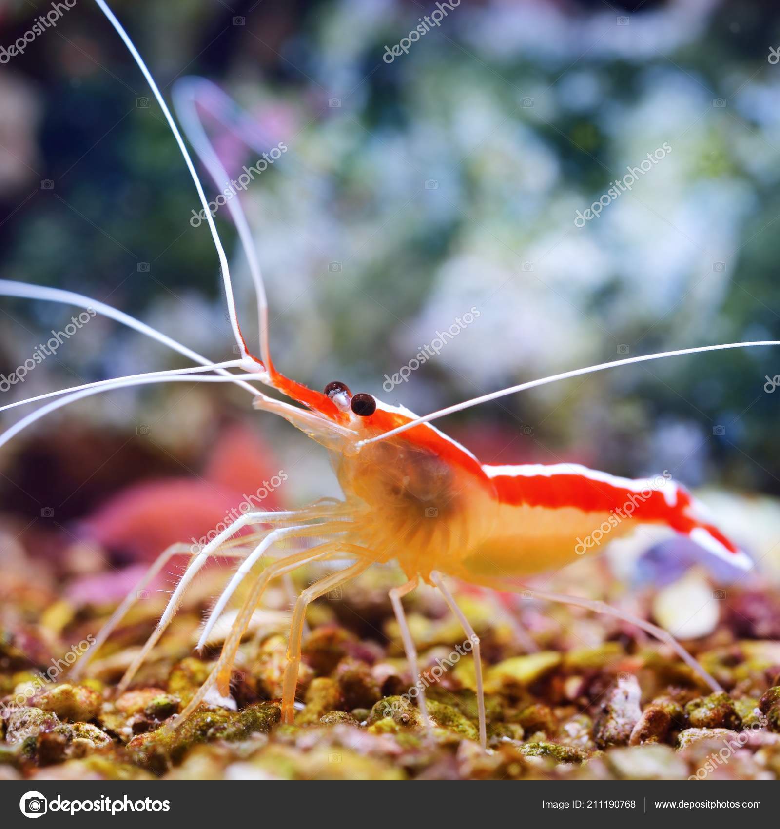 Pacific Cleaner Shrimp