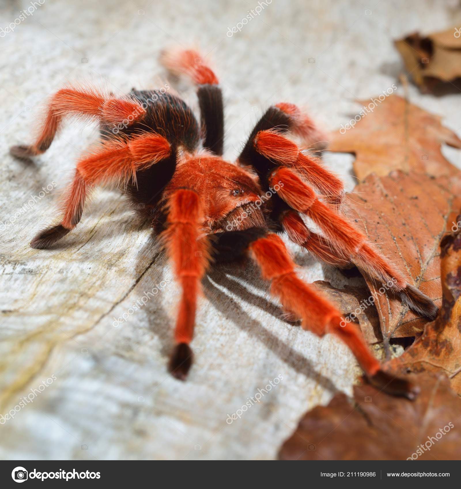 Birdeater Tarantula Spider Brachypelma Boehmei Natural Forest ...