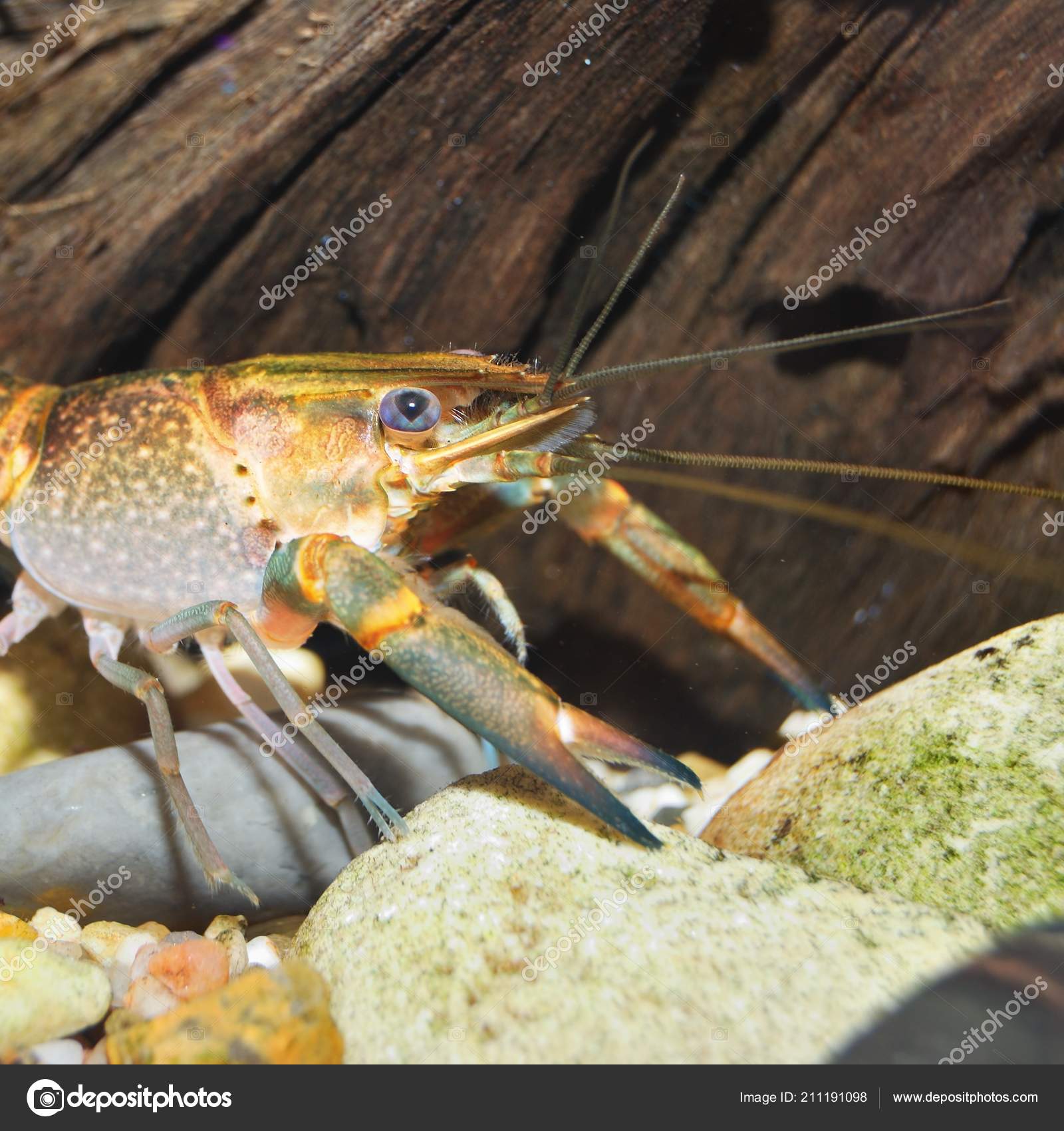 Blue Crayfish Aquarium