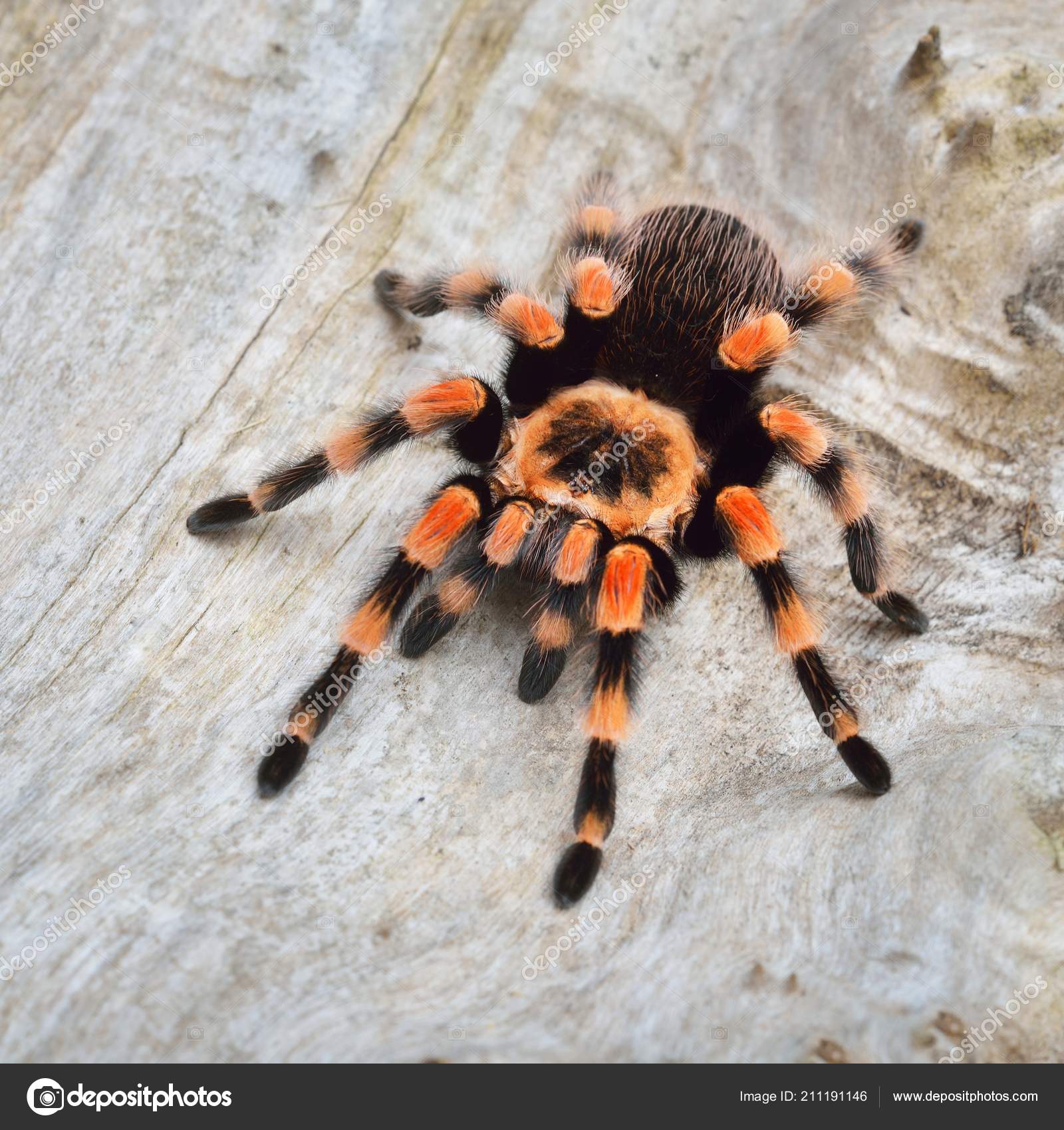 Orange Tarantula Spider