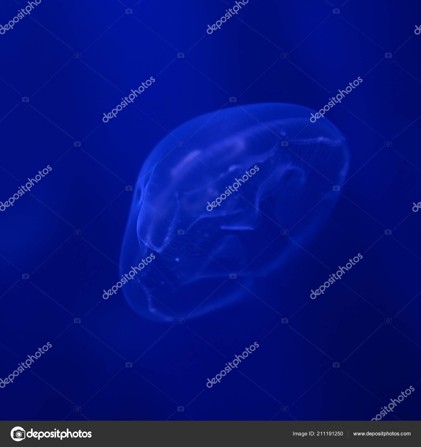 Dark Blue Jellyfish Glowing Dark — Stock Photo © alex.stemmer #211191250