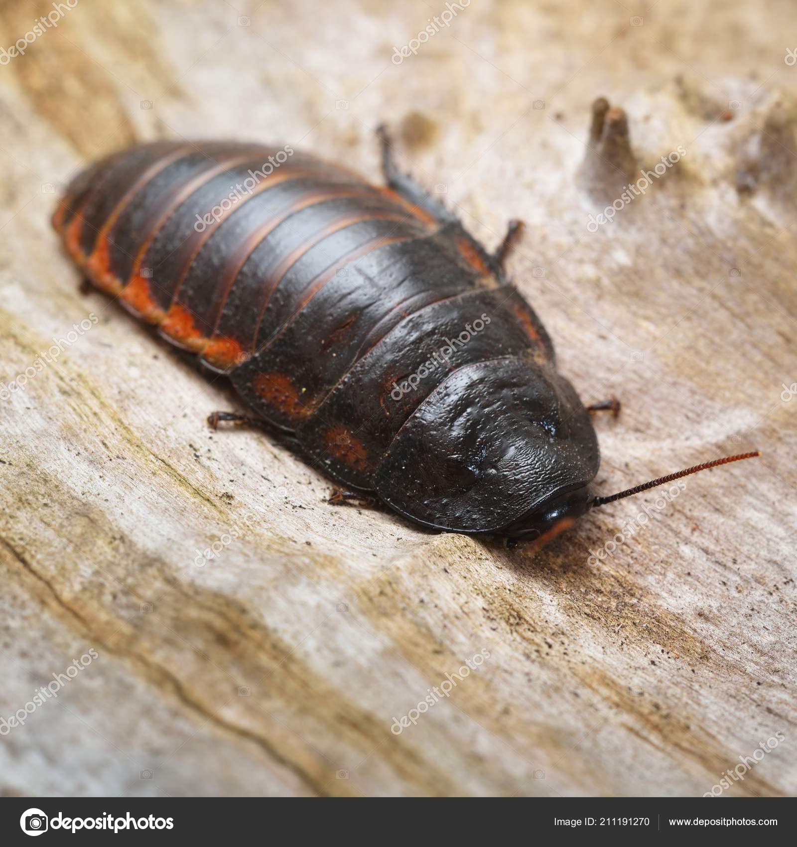 Barata Gigante | ppgbbe.intranet.biologia.ufrj.br