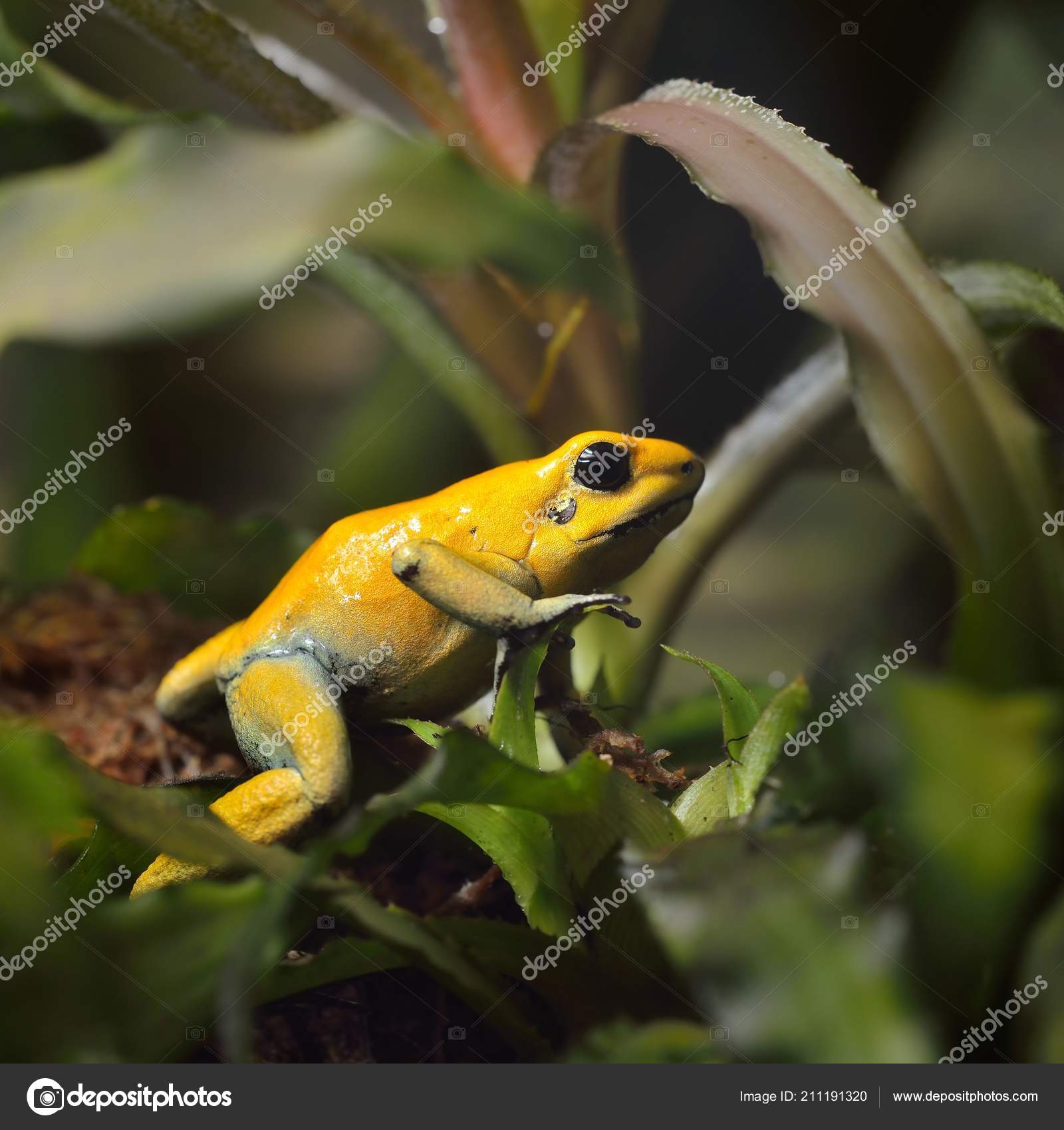 Golden Poison Dart Frog Habitat