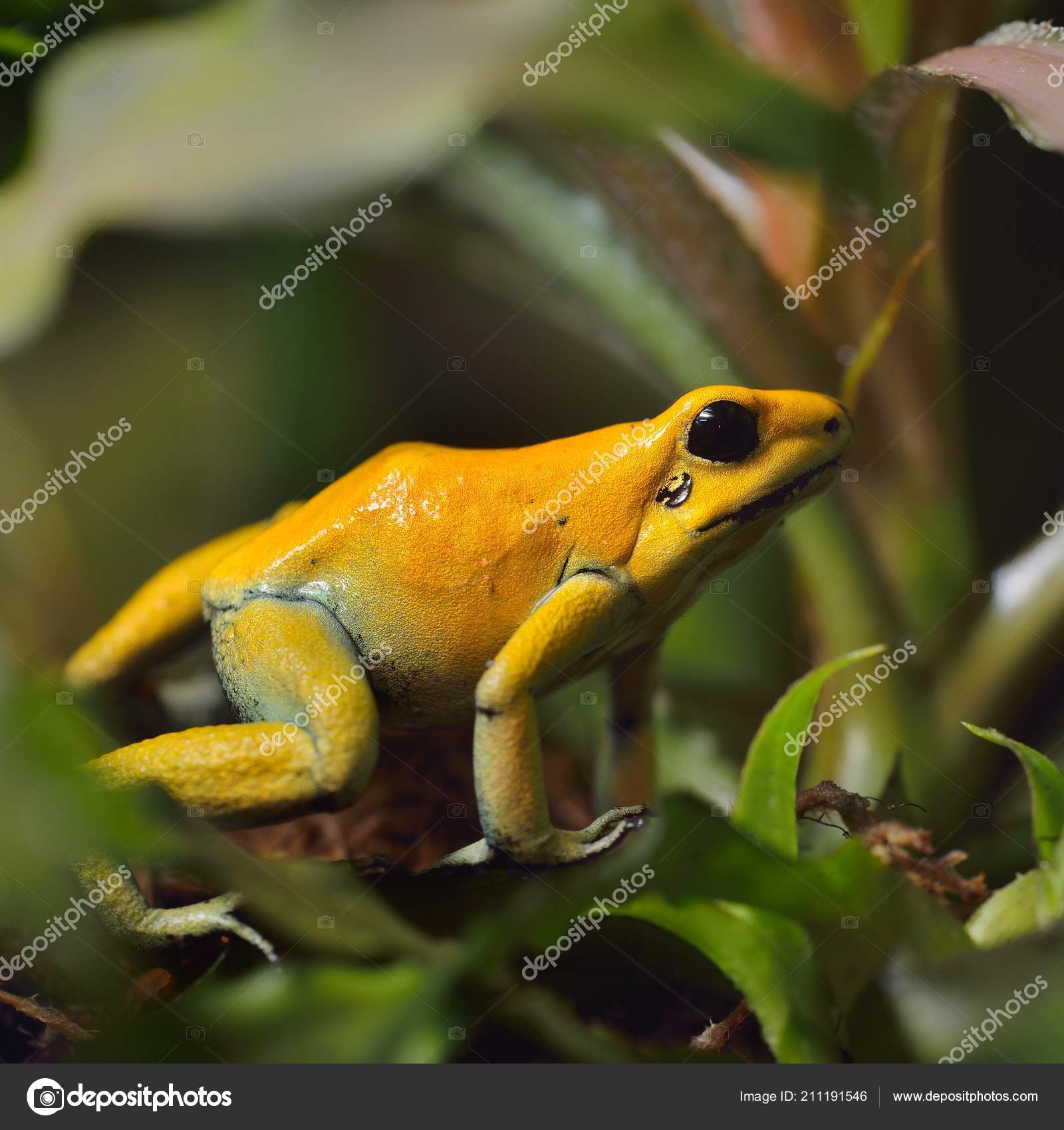Golden Poison Arrow Frog Phyllobates Terribilis Natural Rainforest ...