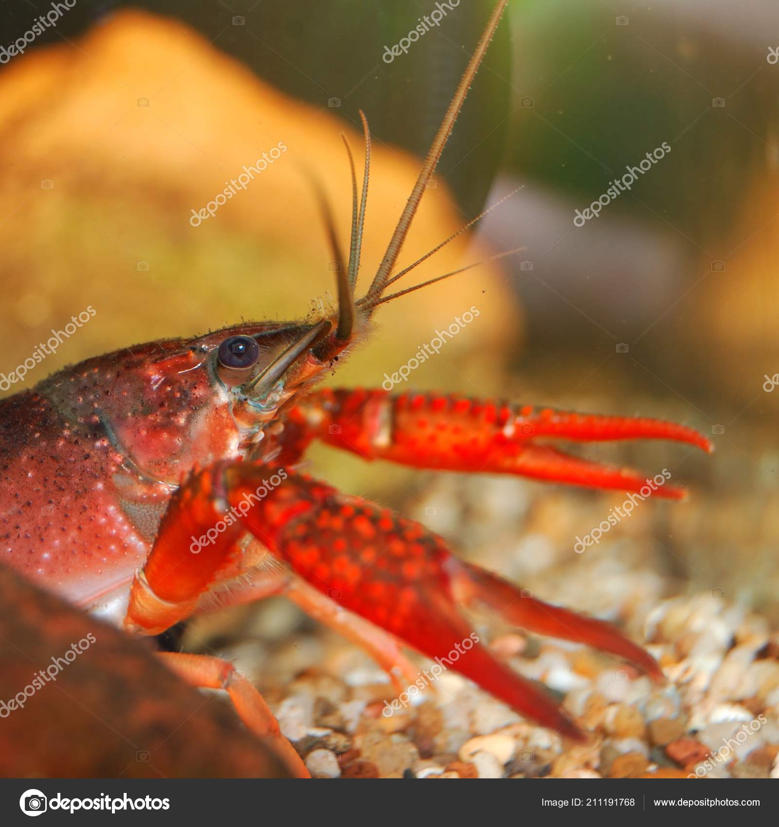 Louisiana Swamp Crayfish Procambarus Clarkii Natural Underwater ...