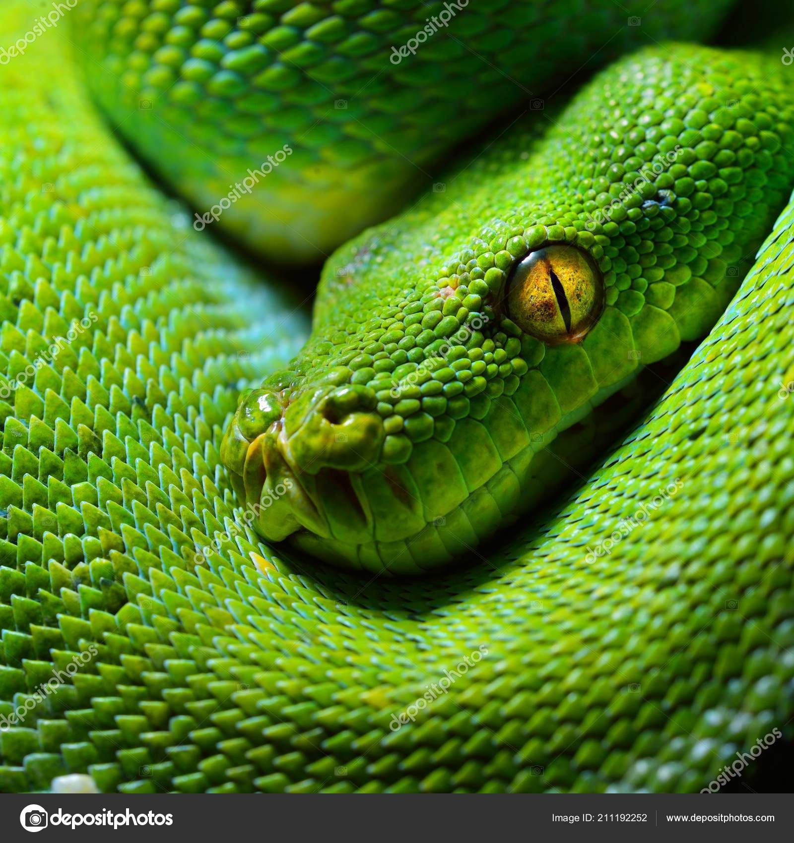 Green Snake Head