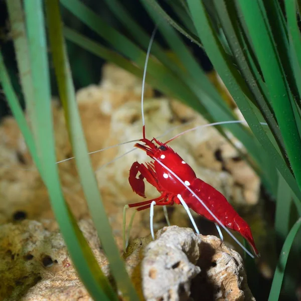 Small shrimp Stock Photos, Royalty Free Small shrimp Images ...
