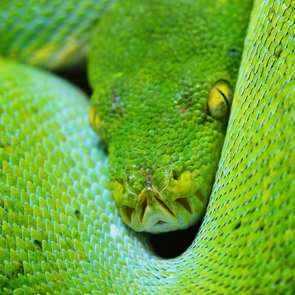 Green Tree Python Morelia Viridis Young Green Snake Folded — Stock ...