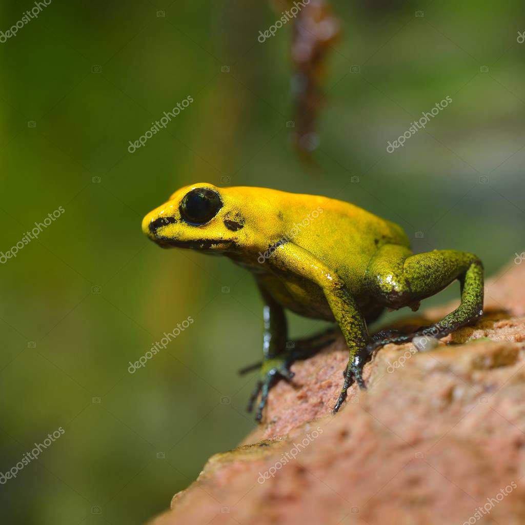 Golden Poison Arrow Frog (Phyllobates terribilis) in natural rainforest ...