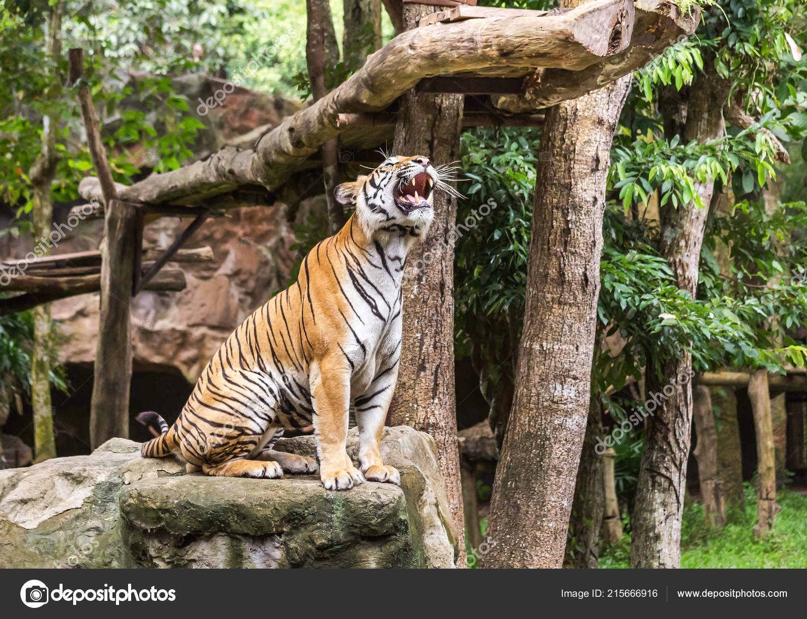 Tiger Sit Action Roaring Nature — Stock Photo © AirUbon #215666916