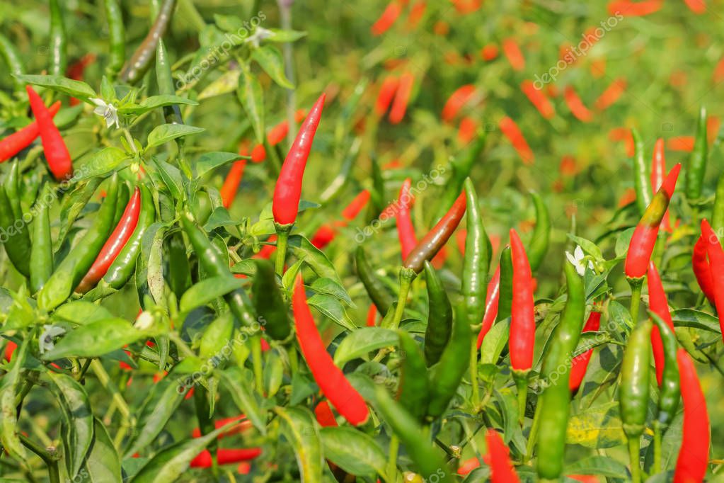 Muchos chiles rojos picantes frescos en el árbol 2023