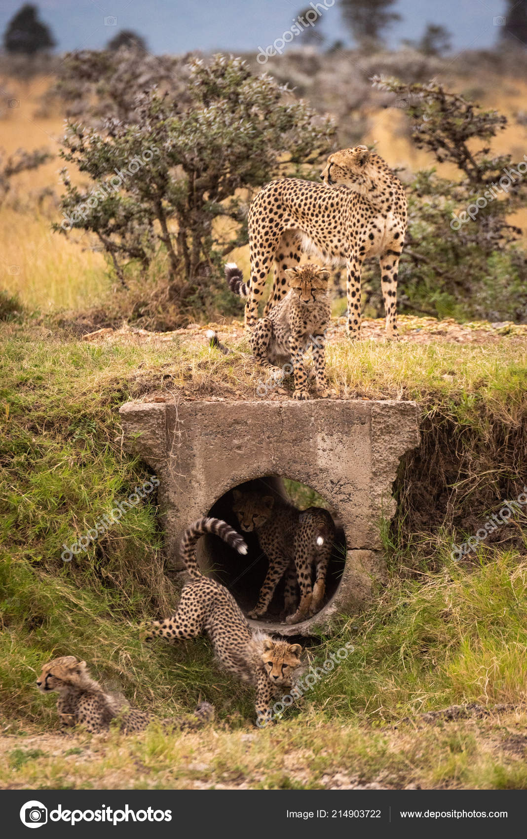 Cheetah Four Cubs Play Pipe Stock Photo by ©nicholas_dale 214903722