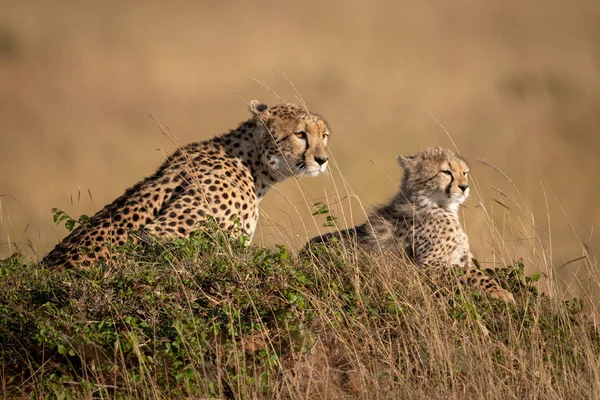 Cheetah Cub Sits Mother Grass — Stock Photo © nicholas_dale #465683156