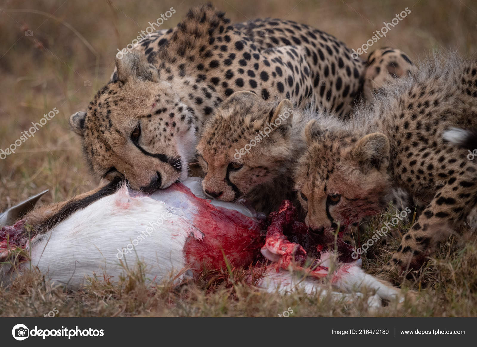 Cheetahs Cubs Eating