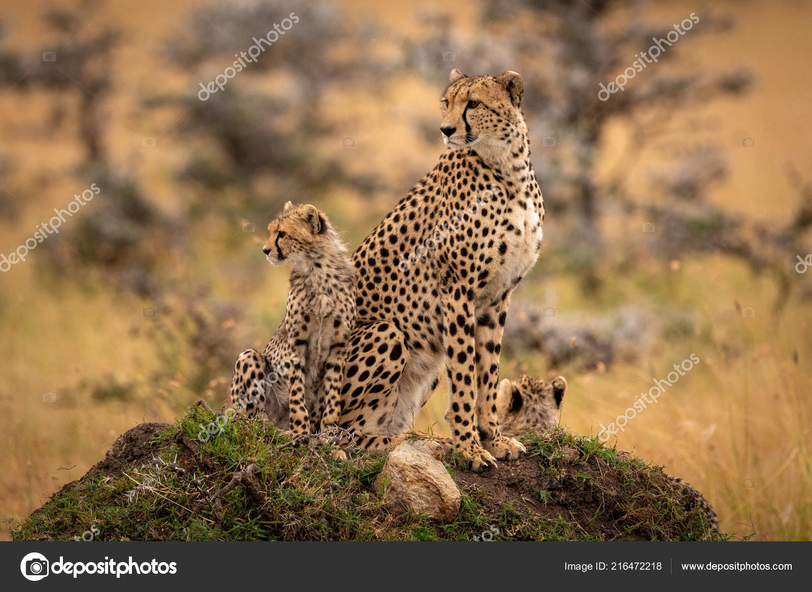 Cheetah Two Cubs Sit Mound — Stock Photo © nicholas_dale #216472218
