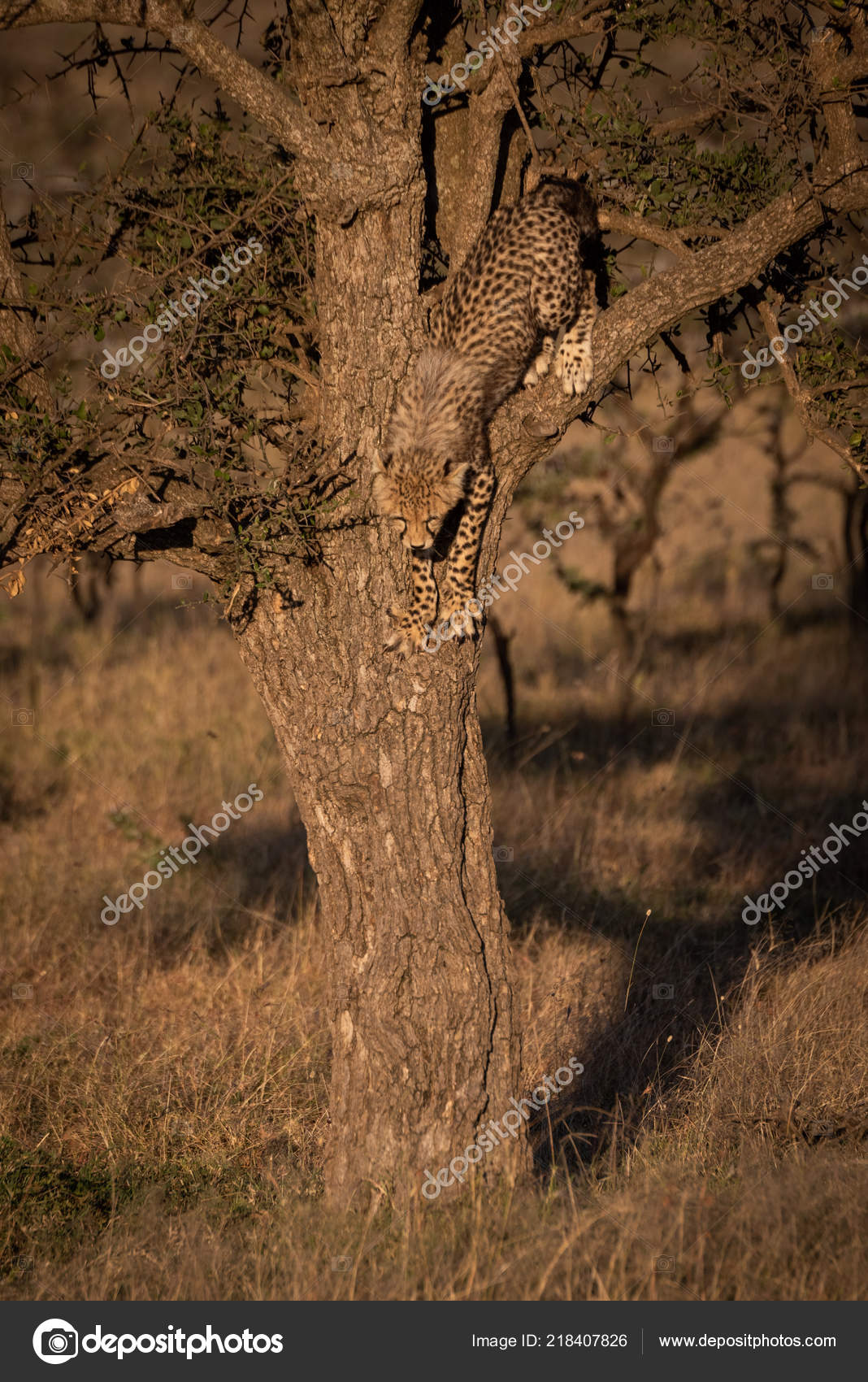 Cheetah Cub Ready Climb Tree Stock Photo by ©nicholas_dale 218407826