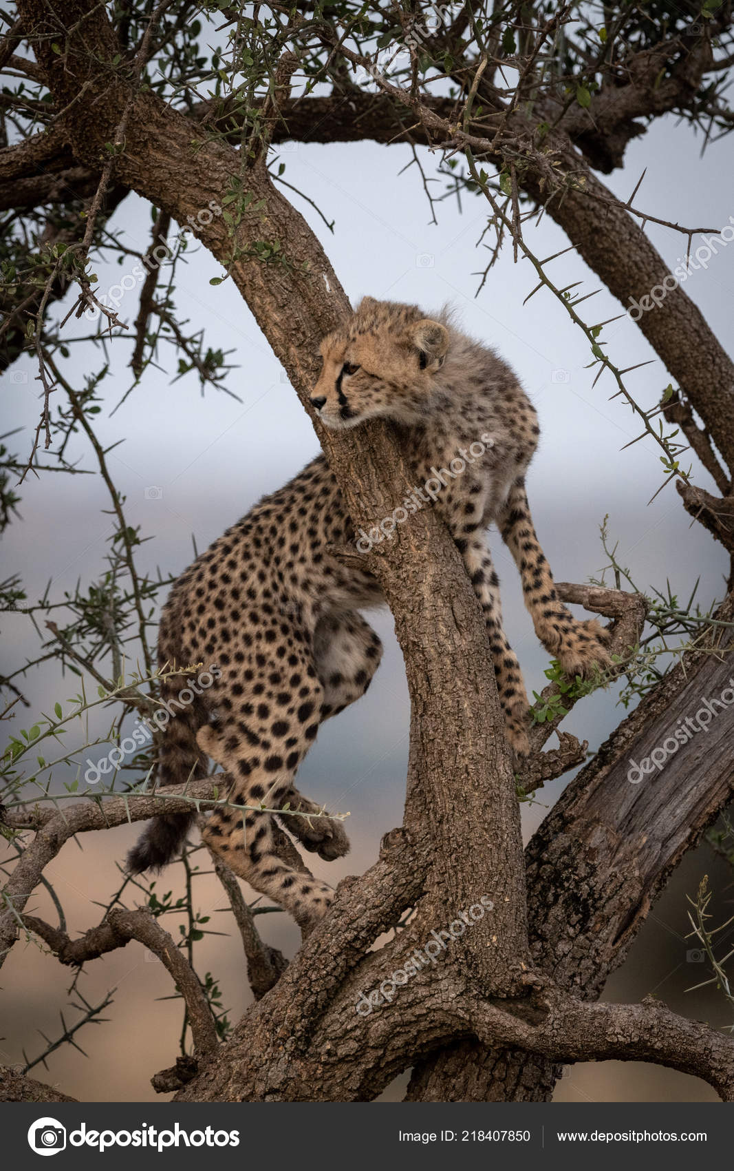 Cheetah Cub Looks Branch Tree Stock Photo by ©nicholas_dale 218407850
