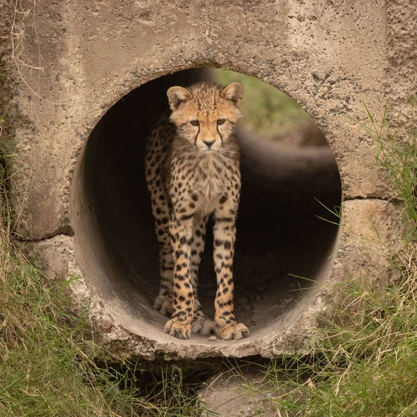 Cheetah Cub Leans Another Pipe — Stock Photo © nicholas_dale #218382324