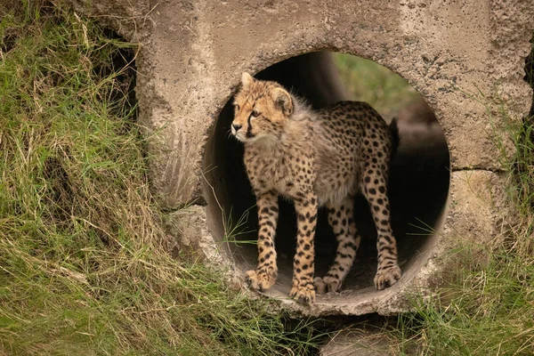 Cheetah Cub Leans Another Pipe — Stock Photo © nicholas_dale #218382324