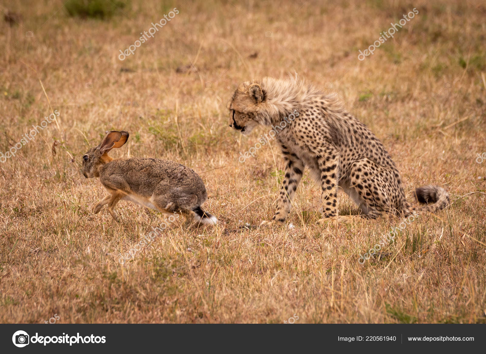 Cheetah Cub Watches Scrub Hare Run Stock Photo by ©nicholas_dale 220561940